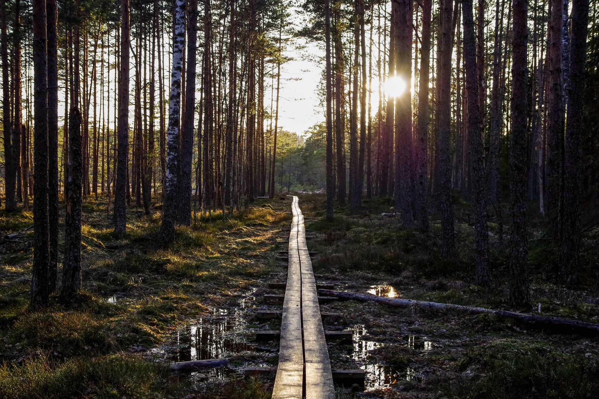 The monkey, the railroad, and responsible AI